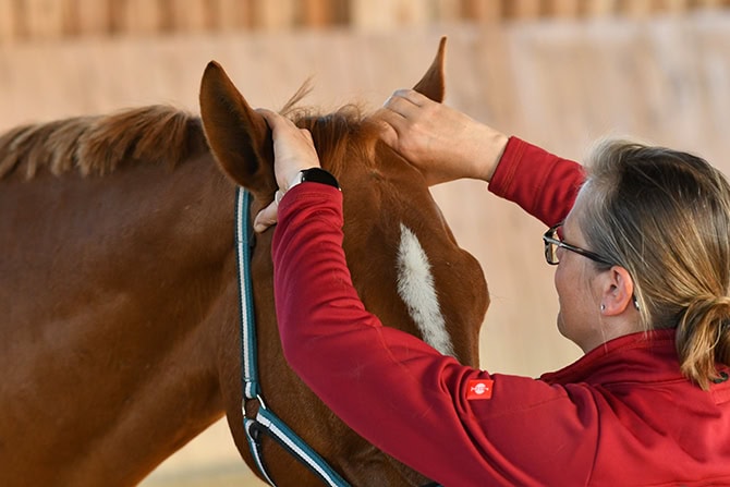 Manuelle Tiertherapien - Physio, Osteo, Chiro - die ATM erklärt!