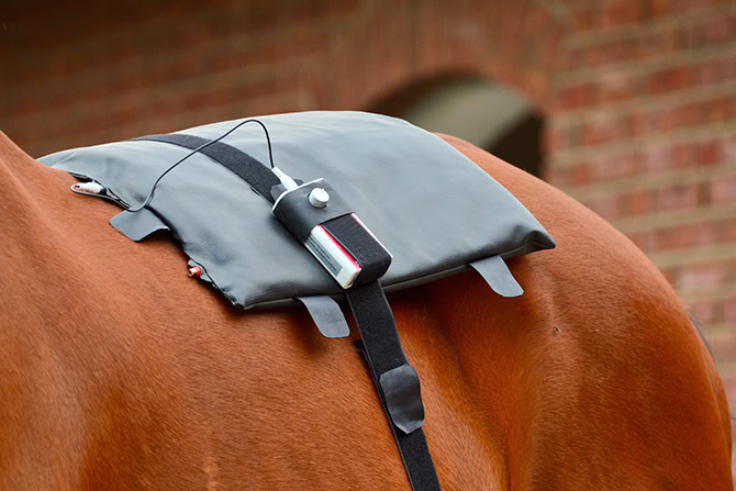 Manuelle Tiertherapien - Physio, Osteo, Chiro - die ATM erklärt!