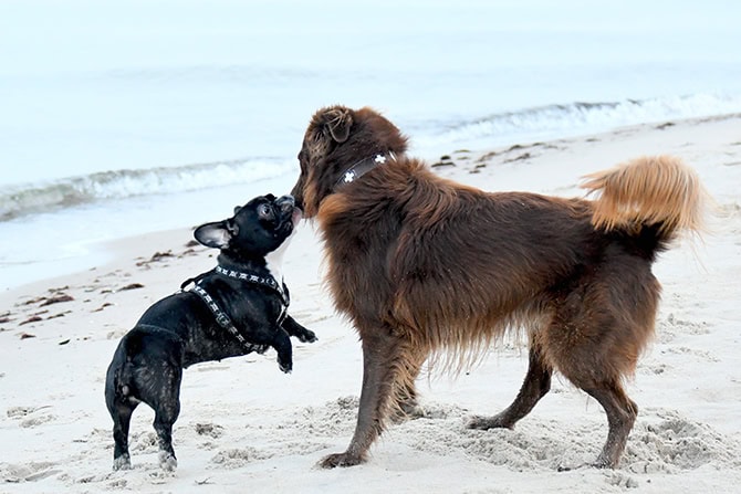 Manuelle Tiertherapien - Physio, Osteo, Chiro - die ATM erklärt!