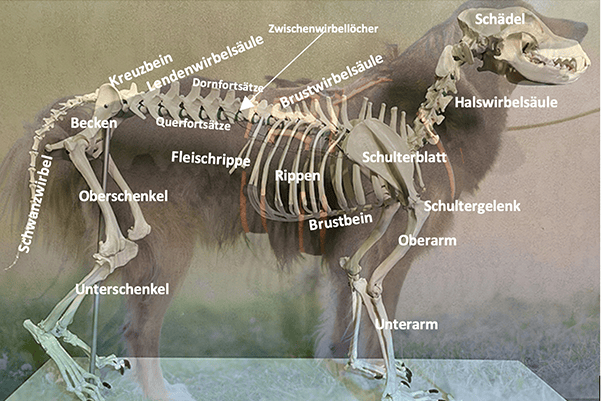 Manuelle Tiertherapien - Physio, Osteo, Chiro - die ATM erklärt!
